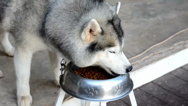 Best Dog Food for Huskies, Siberian Husky 2022 - Buyer's Guide
