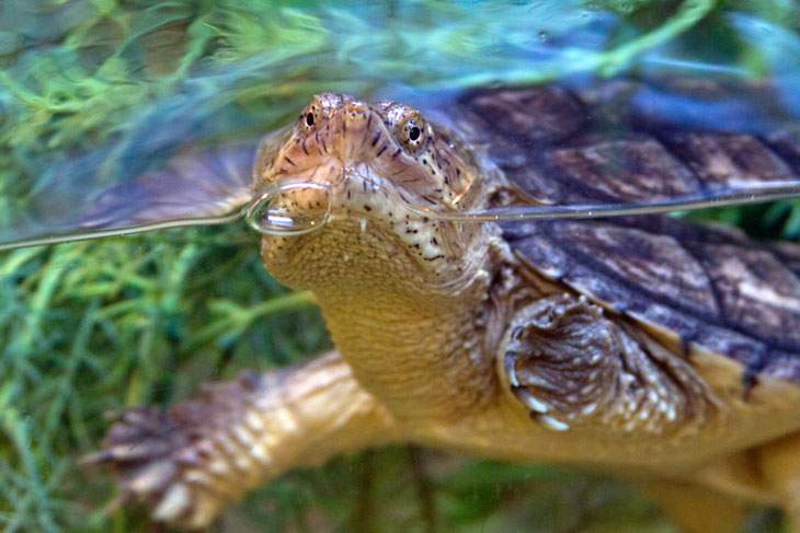 How To Set Up An Aquatic Turtle Tank In Easy Steps Pet So Fun